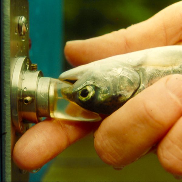 Coded Wire Tag Information - Regional Mark Processing Center