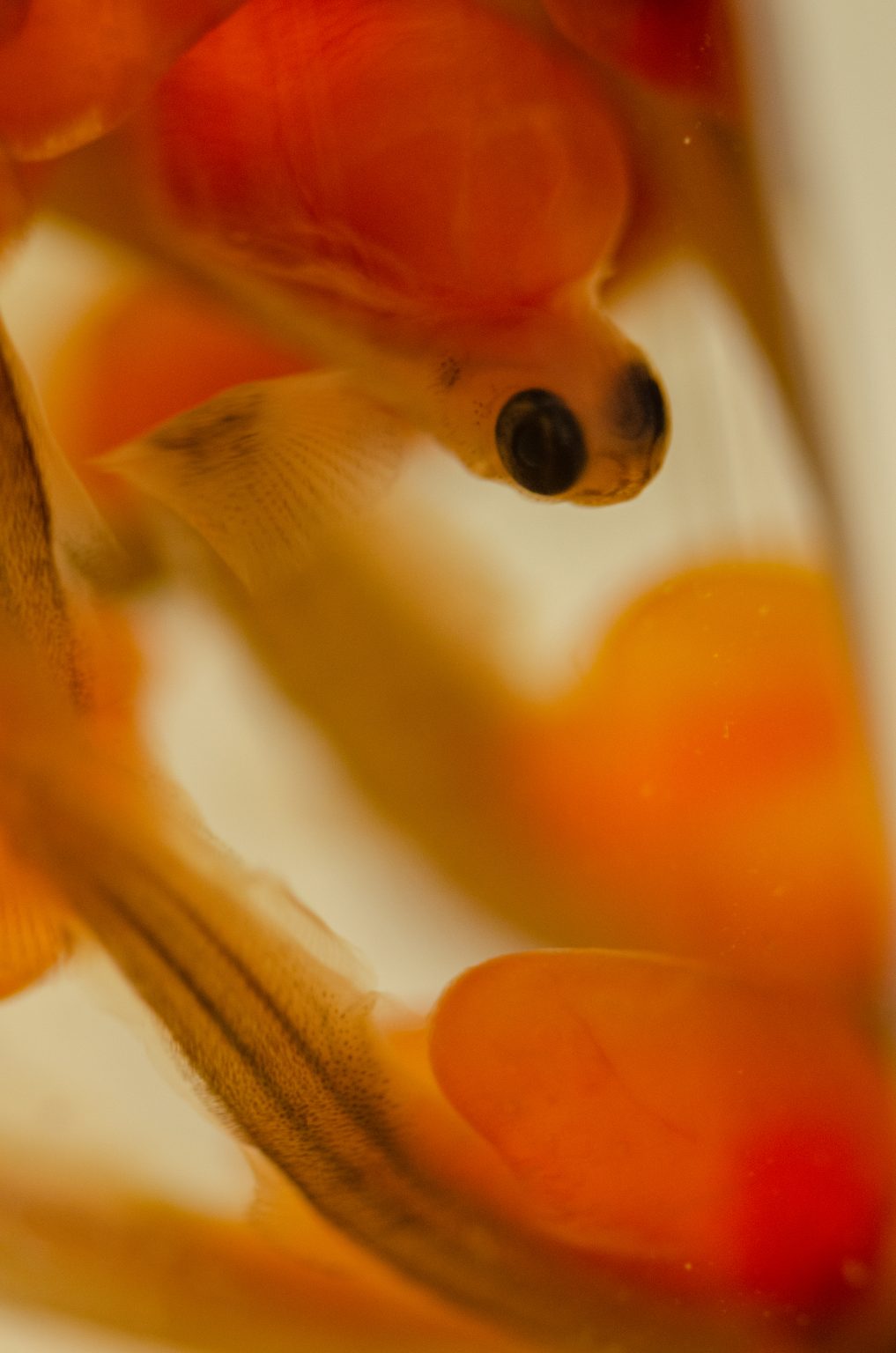 Coded Wire Tag Information - Regional Mark Processing Center